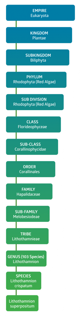 Lithothamnion superpositum - AlgaeCal