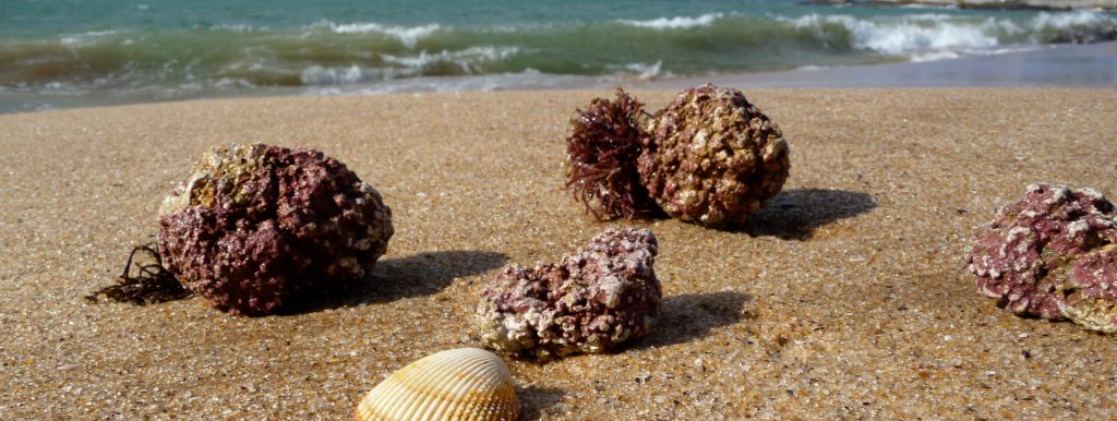 AlgaeCal Ingredients